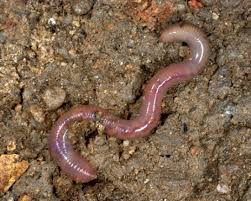 Câu hỏi trắc nghiệm với tranh - Phần 4 - Chủ đề "Young animals 2 ...