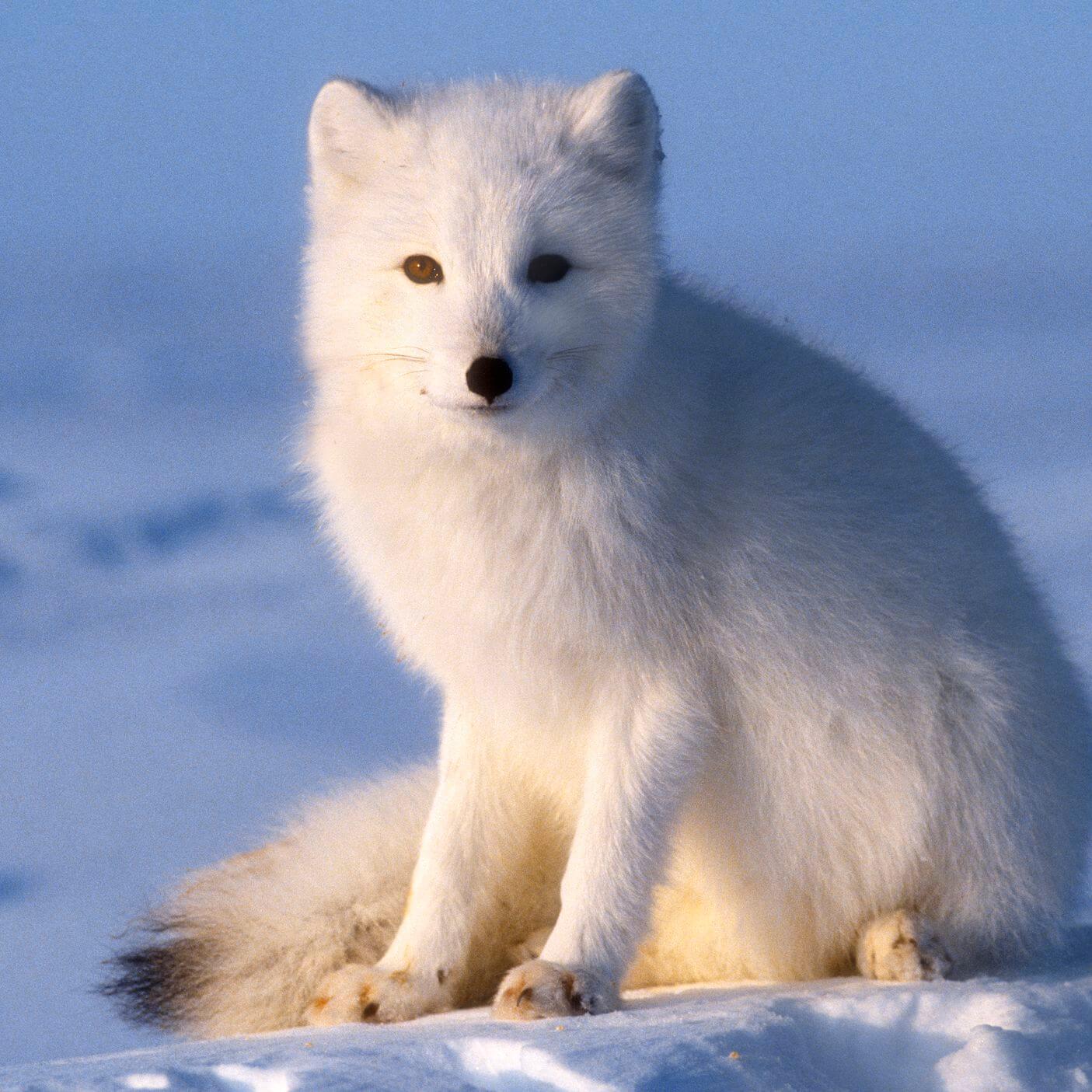 The Big and Small of Fox Ears - TAK12 - Tự Học thêm & Ôn thi theo cách ...