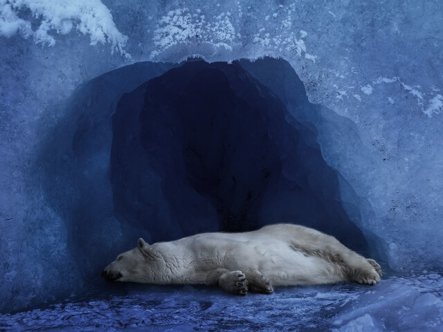 How do animals prepare for winter? - TAK12 - (Tự) Học thêm & ôn thi tối ưu